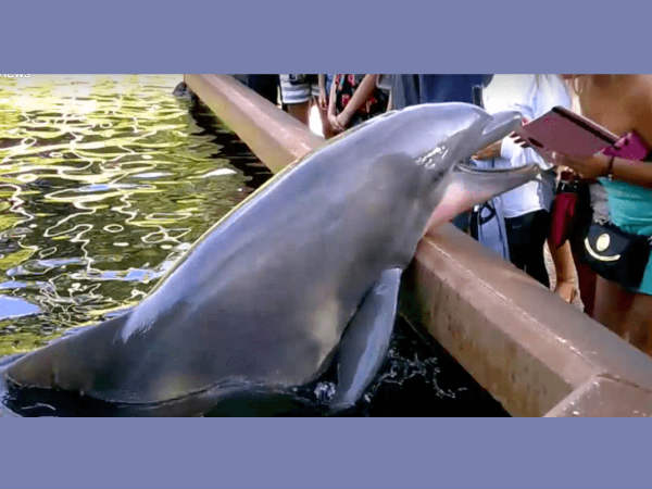 VIDEO: This Dolphin Was Definitely Upset With iPad Photography - Gizbot ...