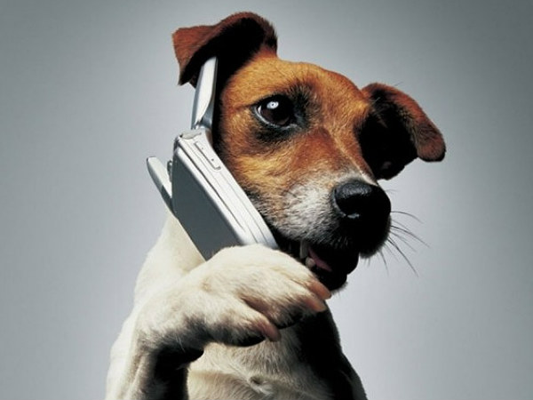 Scientists developing 'Pet translator' technology to convert dog bark ...