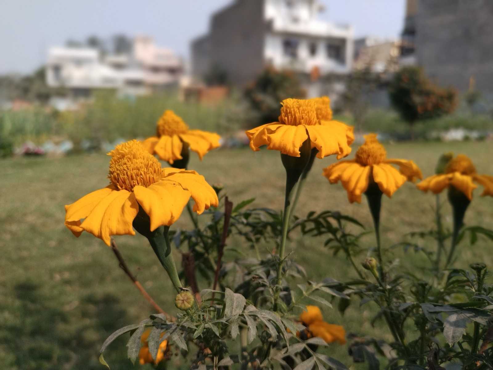 In Pics: Nokia 5.4 Camera Samples - Gizbot