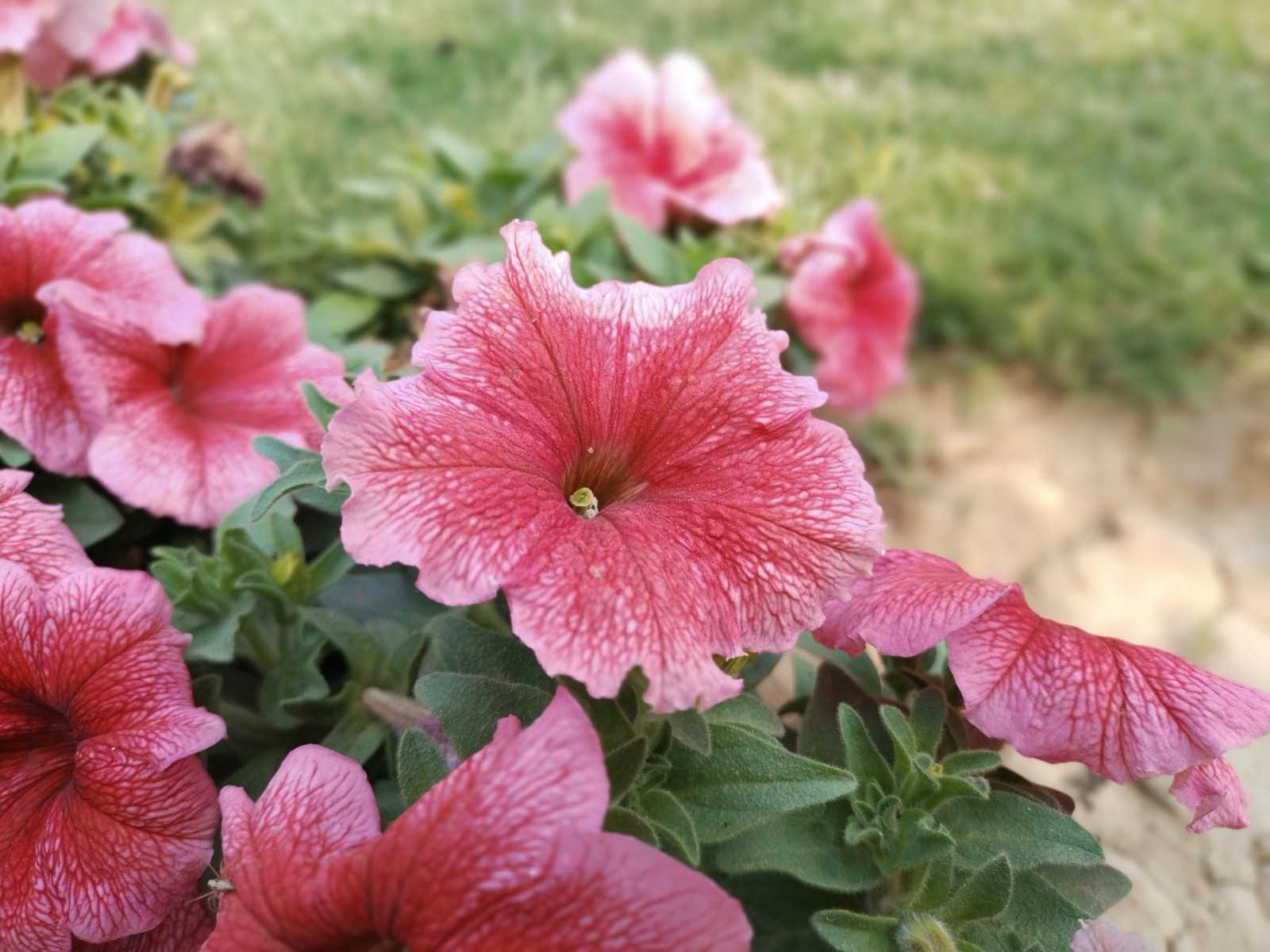 In Pics: Nokia 5.4 Camera Samples - Gizbot