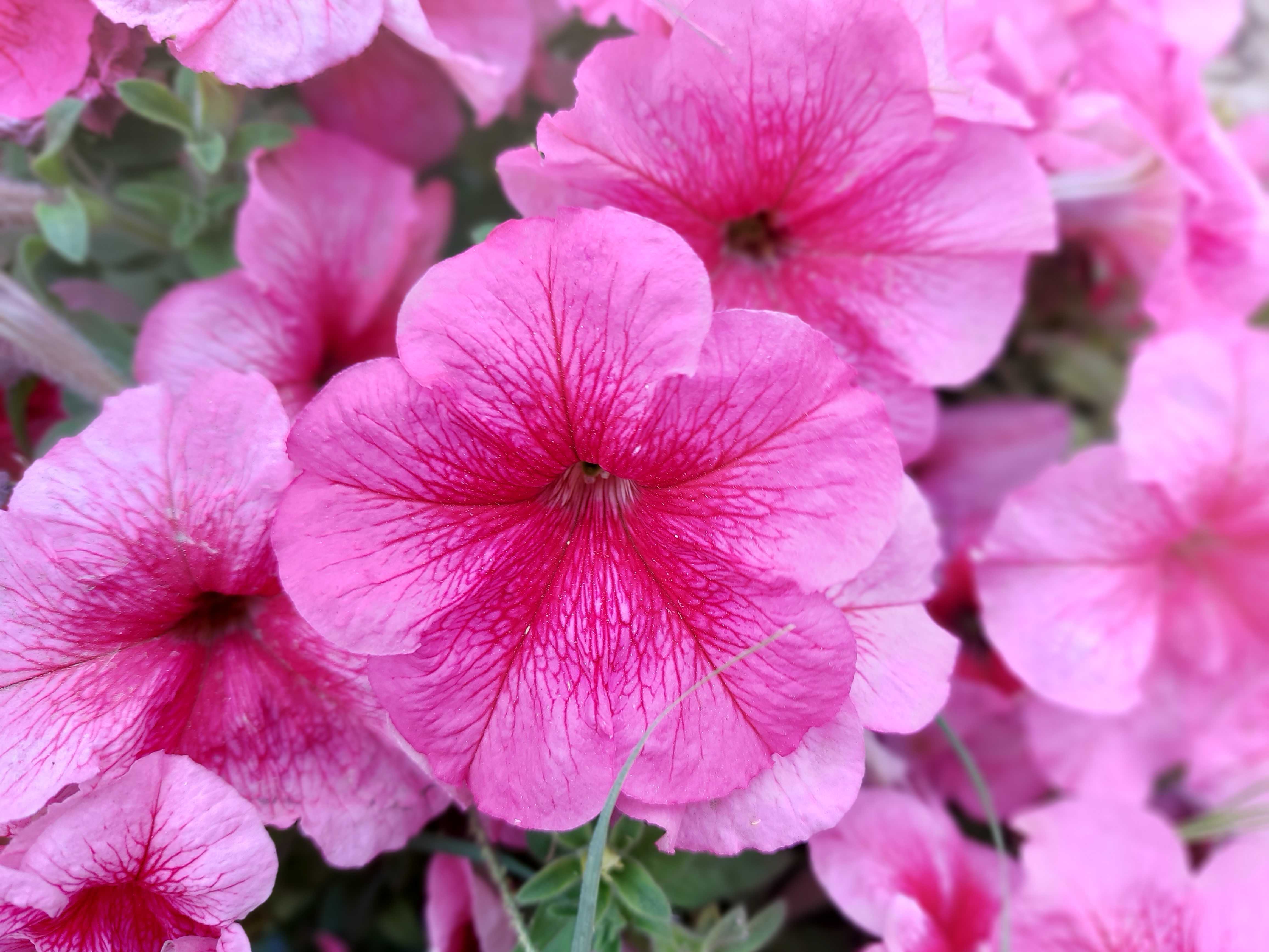 In Pics: Samsung Galaxy A52 Camera Samples - Gizbot