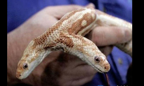 this is not photoshopped snakes - Tamil Gizbot