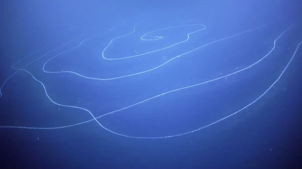 பெருங்கடலில் மிதக்கும் உலகின் மிகப்பெரிய ராட்சஸ உயிரனம் கண்டுபிடிப்பு ...