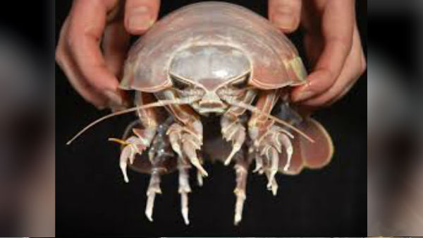 நாய்க்குட்டி சைசில் கண்டுபிடிக்கப்பட்ட கடல் வண்டு! ஆழ்கடலில் சிக்கிய ...