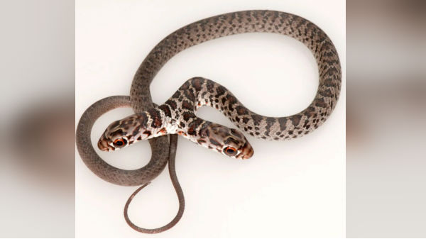 இரண்டு தலையுடன் ஒட்டி பிறந்த அரிய வகை பாம்பு.. அதன் இரண்டு தலைக்கு ...