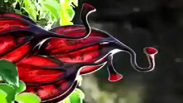 Fact Check And Truth Behind Of The Viral Video Showing Medicinal Plant ...