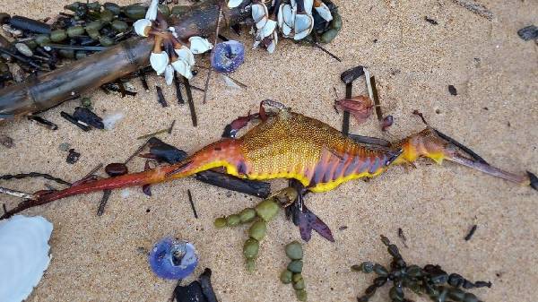 கரை ஒதுங்கிய அரிய வகை கடல் டிராகன்கள்.! உண்மையில் இது என்ன? | Sea ...