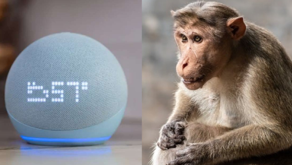 திடீரென வீட்டுக்குள் வந்த குரங்கு.. Alexa உதவியுடன் சமயோஜிதமாகச் ...